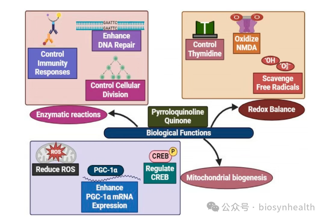 深度解析PQQ的九大作用机制 - 腺苷蛋氨酸SAMe丨吡咯喹啉醌二钠盐PQQ