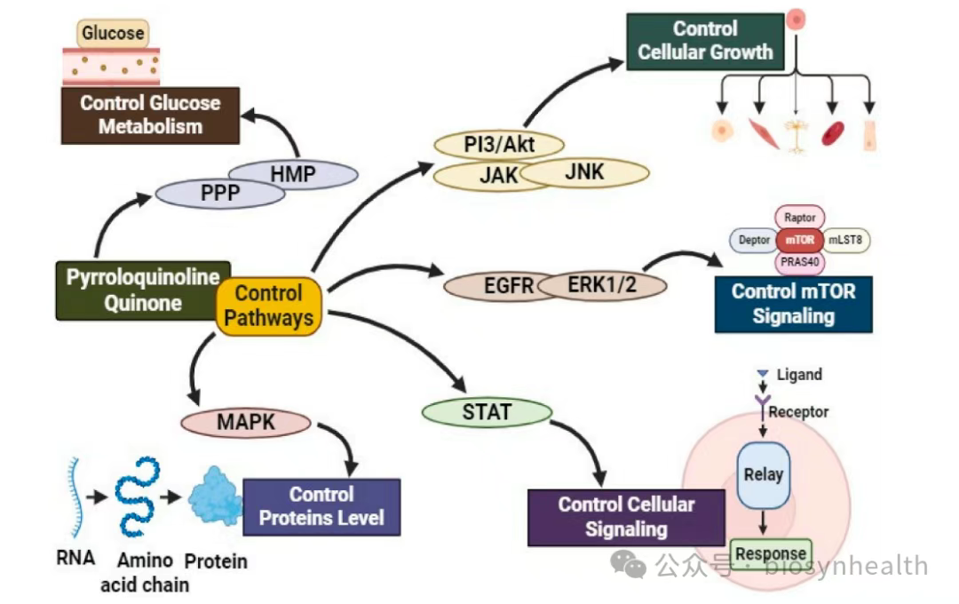 深度解析PQQ的九大作用机制 - 腺苷蛋氨酸SAMe丨吡咯喹啉醌二钠盐PQQ