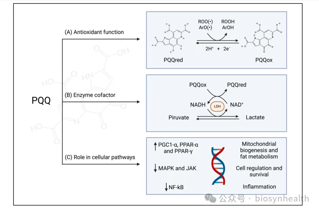 深度解析PQQ的九大作用机制 - 腺苷蛋氨酸SAMe丨吡咯喹啉醌二钠盐PQQ